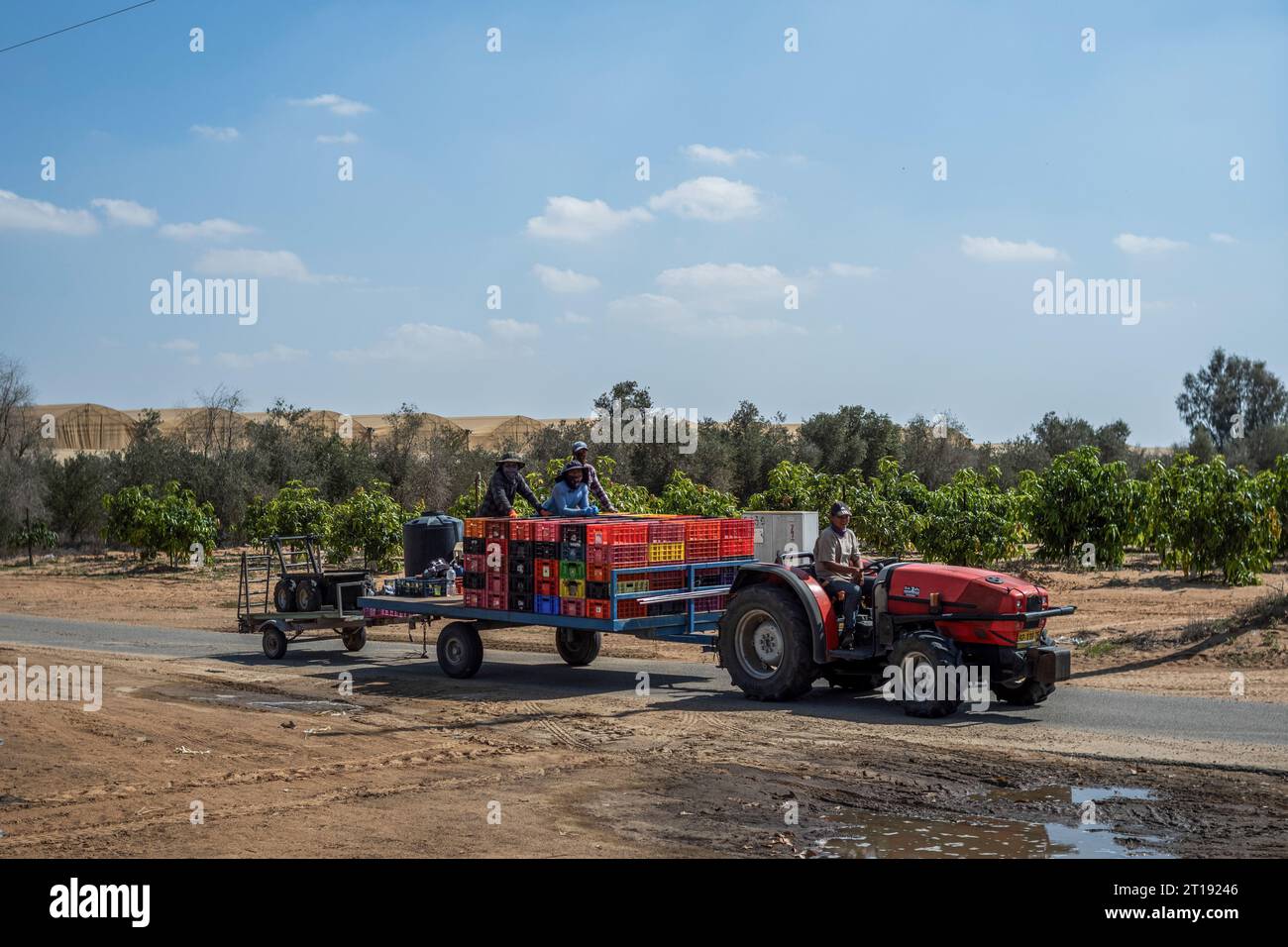 Sde Nitzan, Israel. 12th Oct, 2023. Thai workers continue to labour in ...