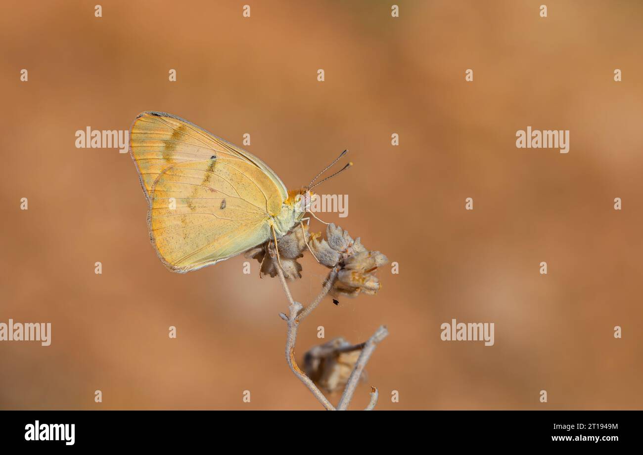 Mezopotamya kolotisi hi-res stock photography and images - Alamy