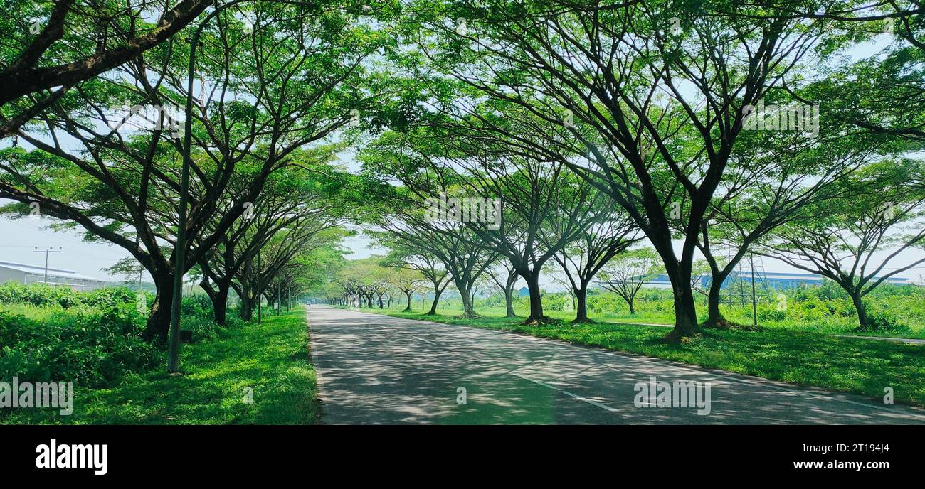 Trees by roadside hi-res stock photography and images - Alamy