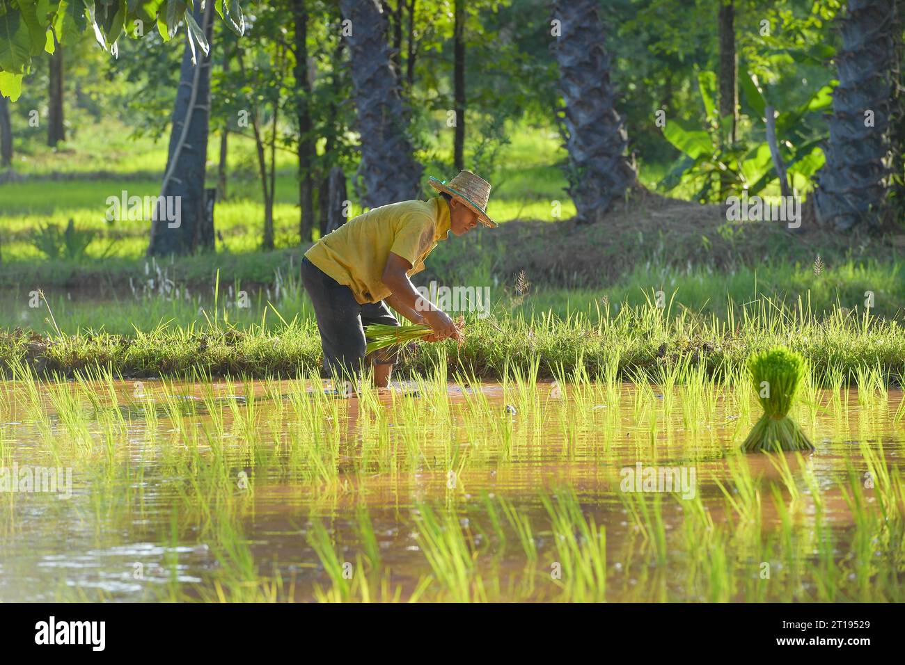 Farmer planting rice hi-res stock photography and images - Alamy