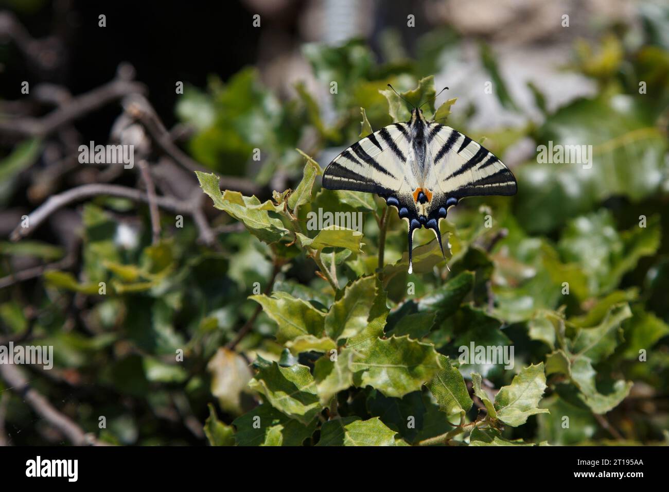 scarce swallowtail (Iphiclides podalirius) butterfly Stock Photo - Alamy