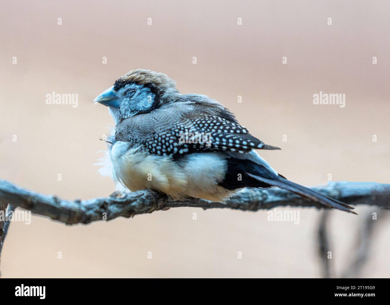 A striking Double-barred Finch (Taeniopygia bichenovii) thrives in its ...