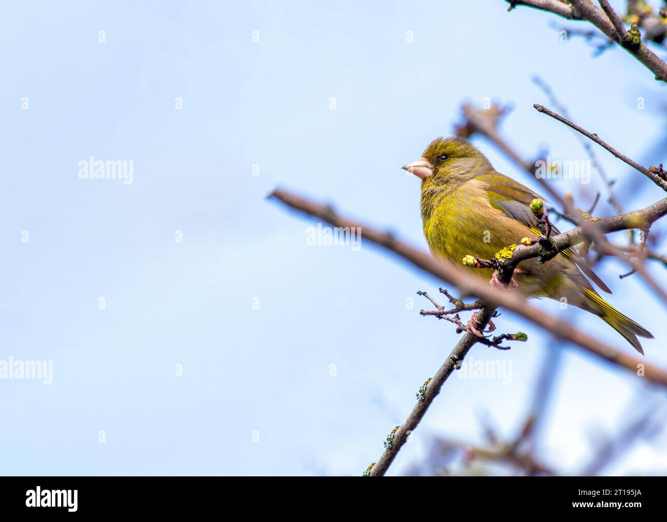 The Greenfinch (Chloris chloris), a Dublin resident, captured in the ...
