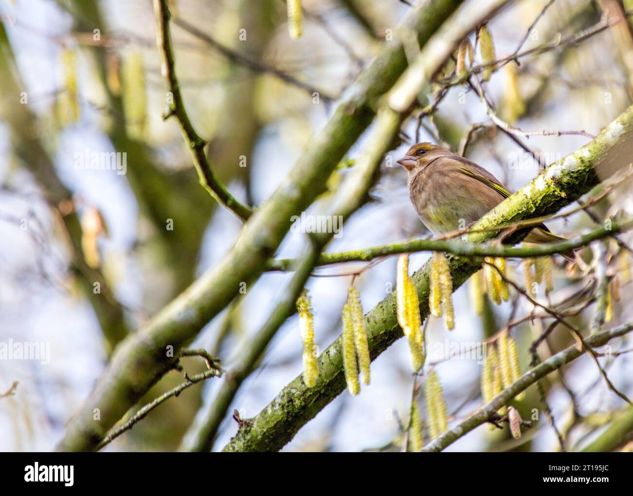 The Greenfinch (Chloris chloris), a Dublin resident, captured in the ...