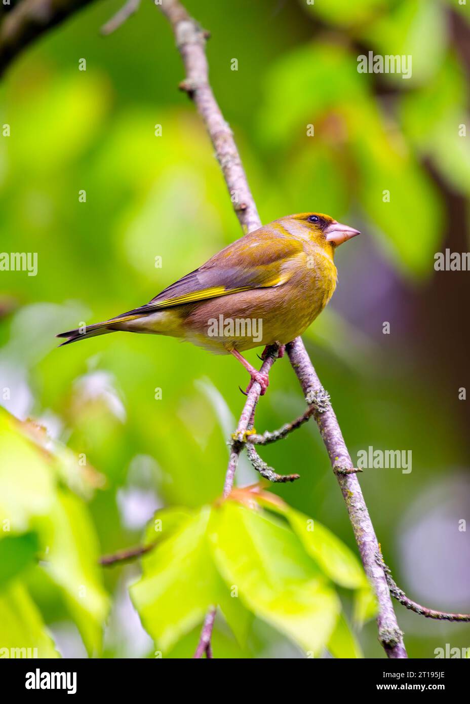 The Greenfinch (Chloris chloris), a Dublin resident, captured in the ...