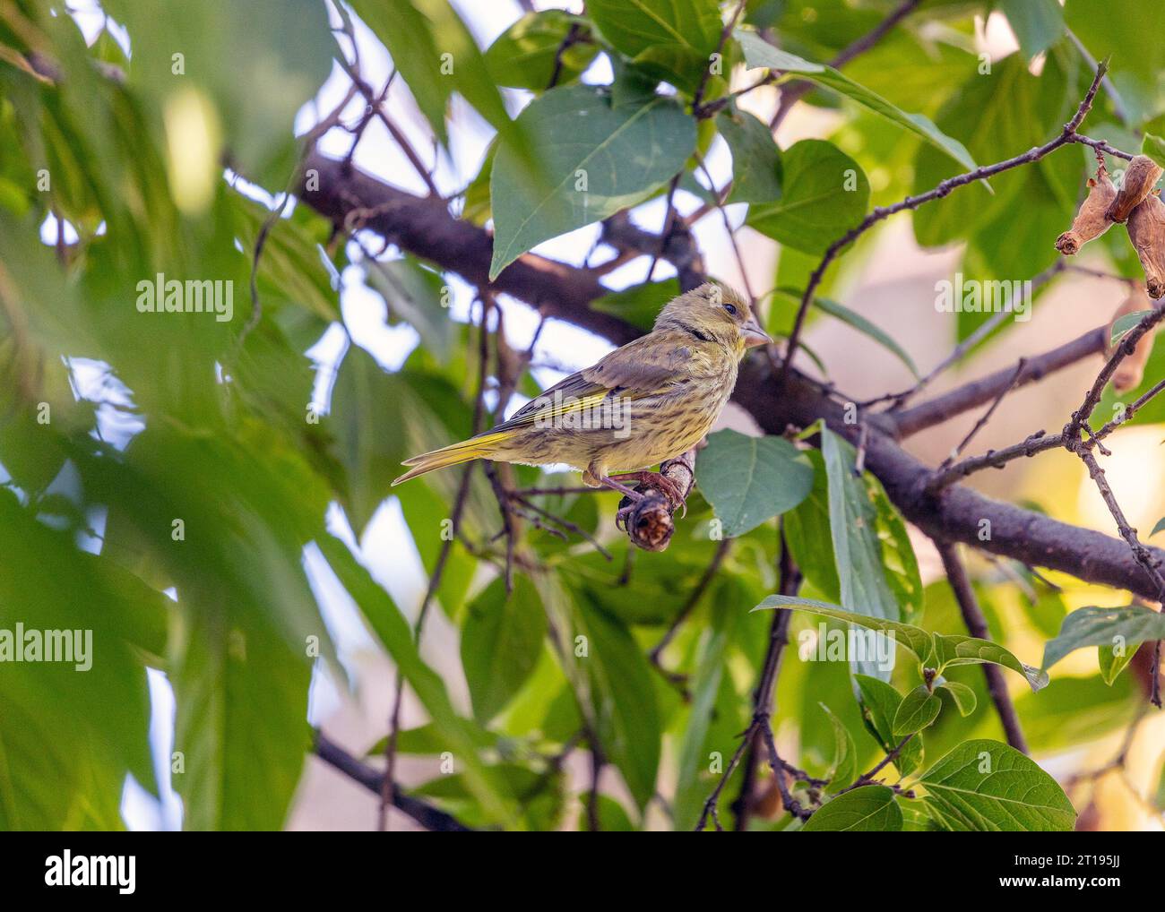 The Greenfinch (Chloris chloris), a Dublin resident, captured in the ...