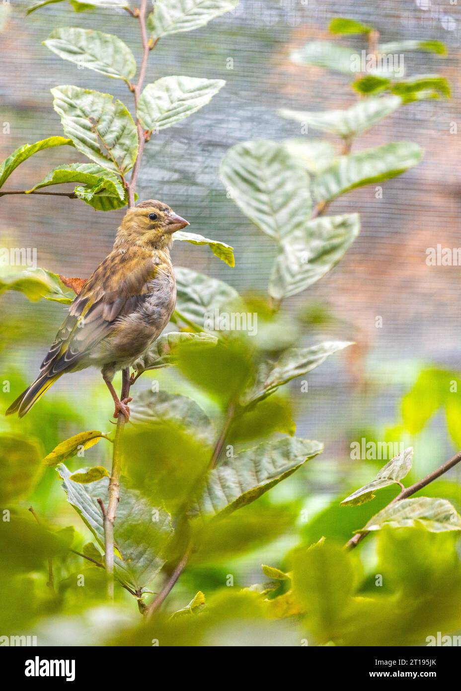 The Greenfinch (Chloris chloris), a Dublin resident, captured in the ...