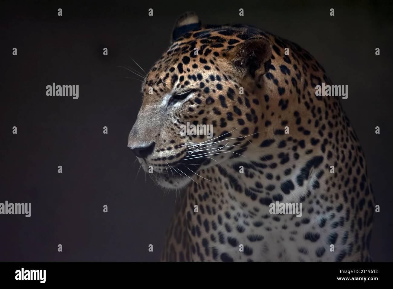 Javan leopard hi-res stock photography and images - Alamy