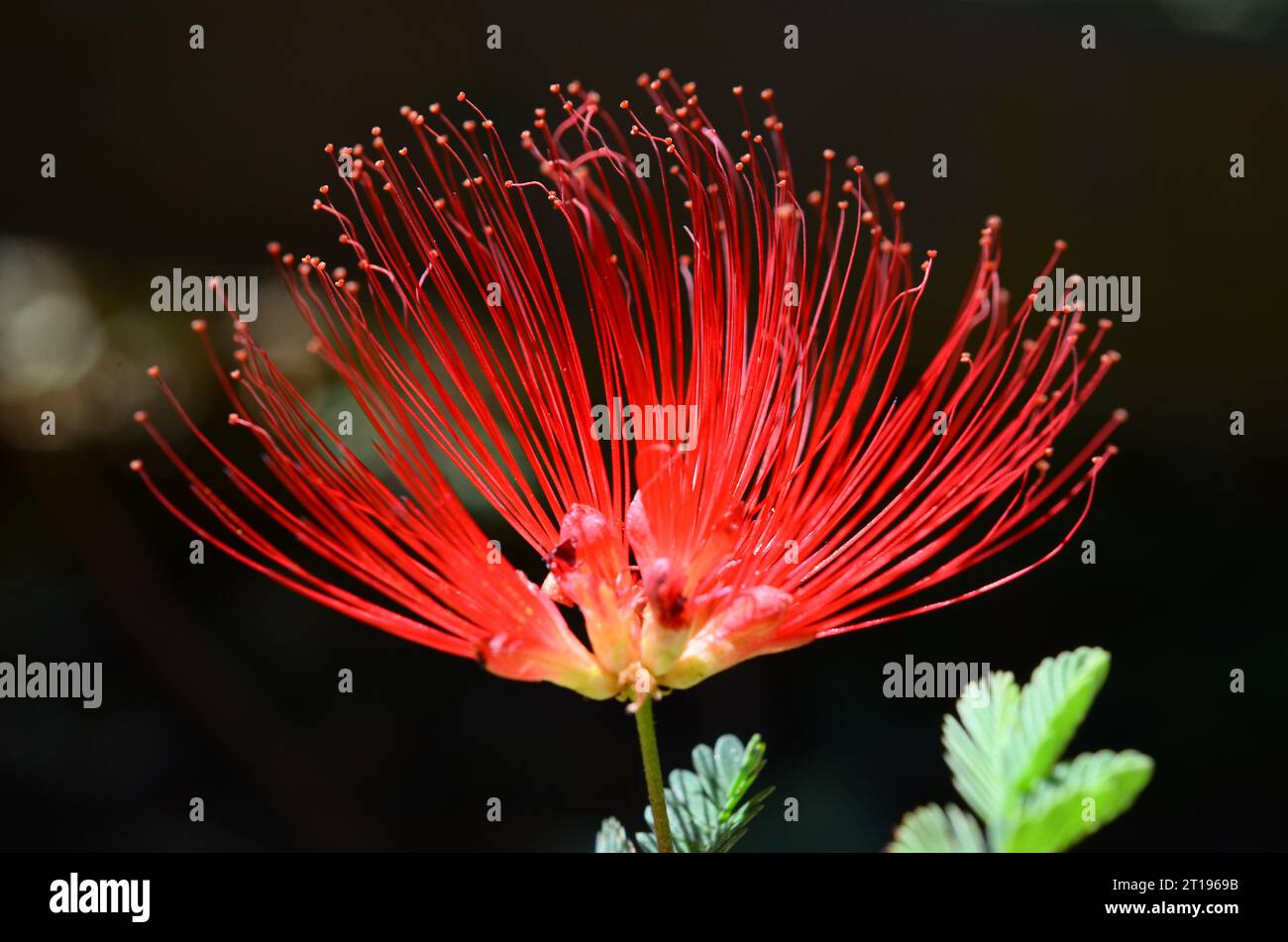 Landscape and macro photography - NorCal Stock Photo - Alamy