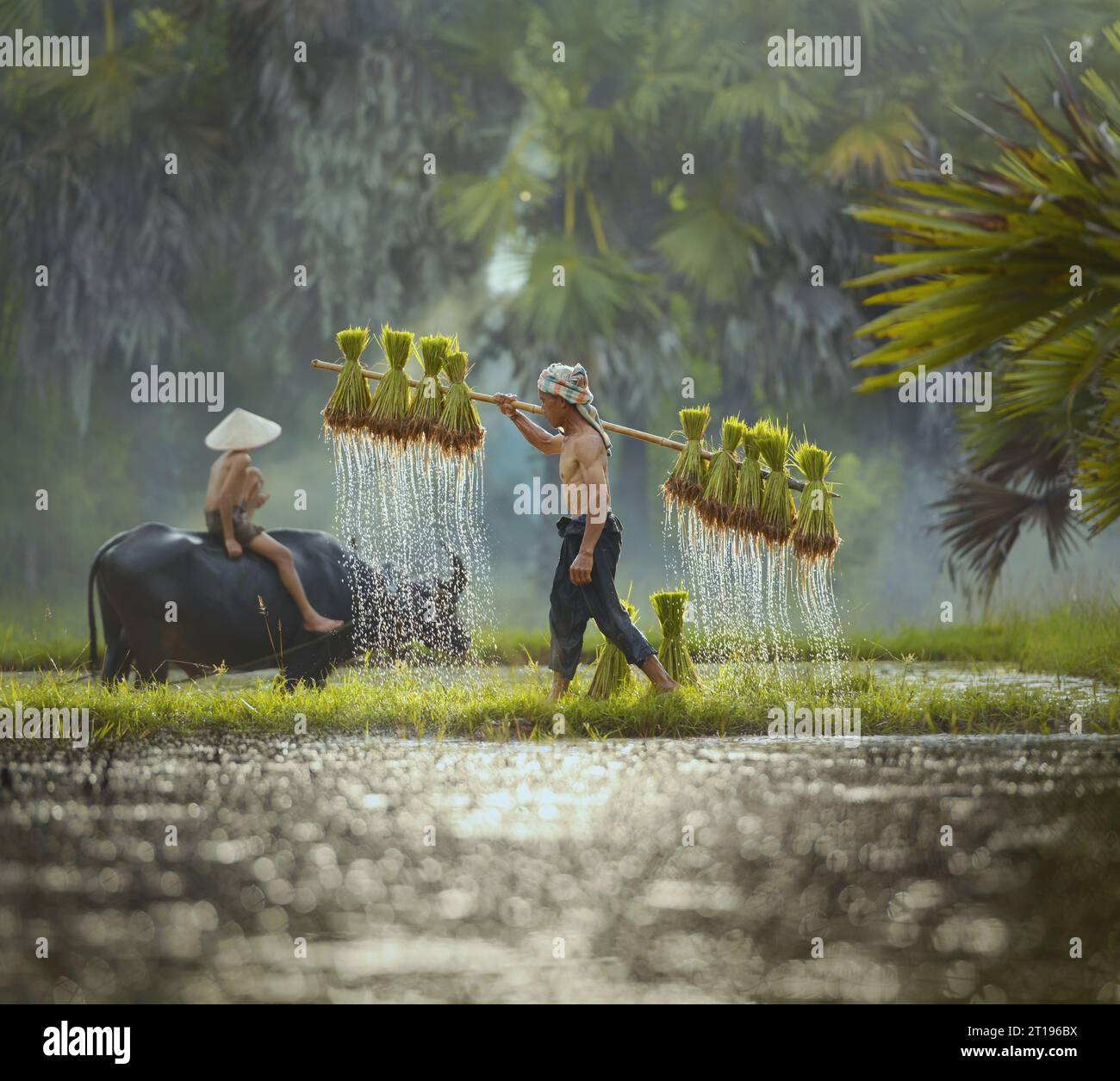 Man carrying rice paddy field hi-res stock photography and images - Alamy