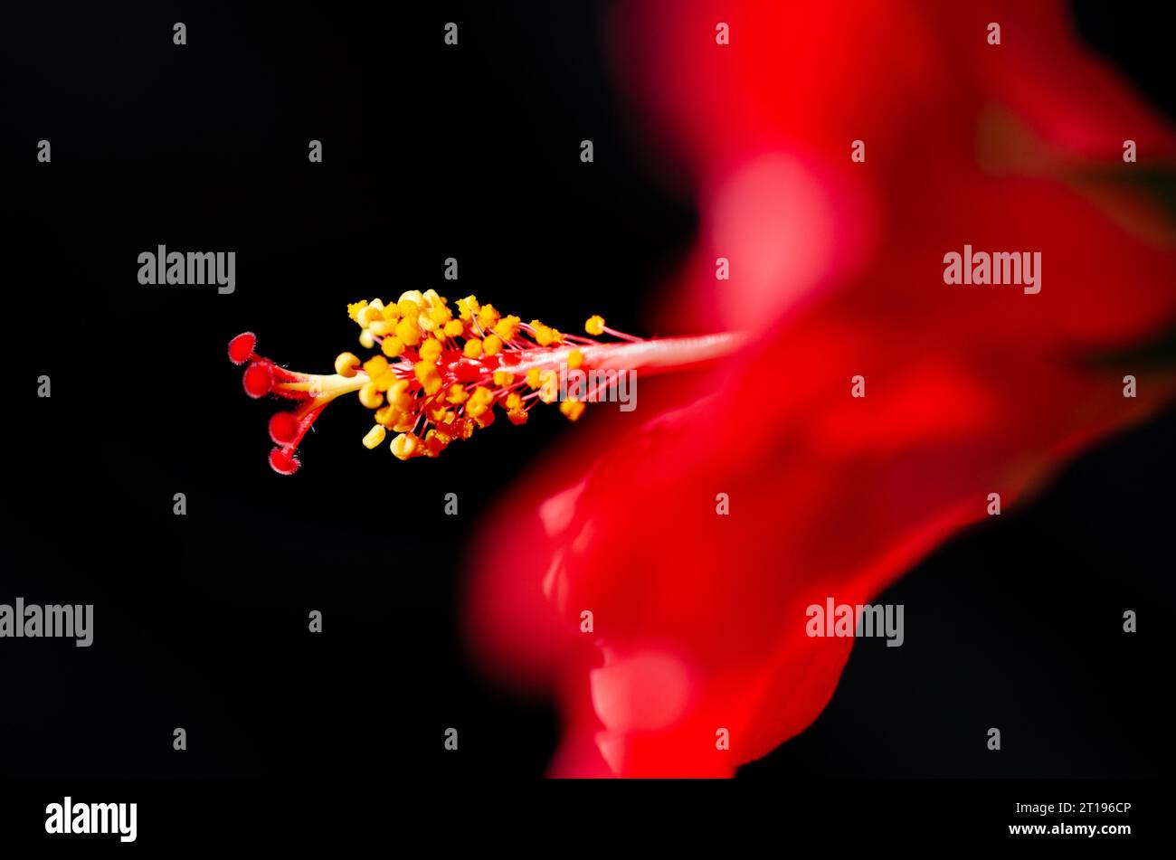 Landscape and macro photography - NorCal Stock Photo - Alamy