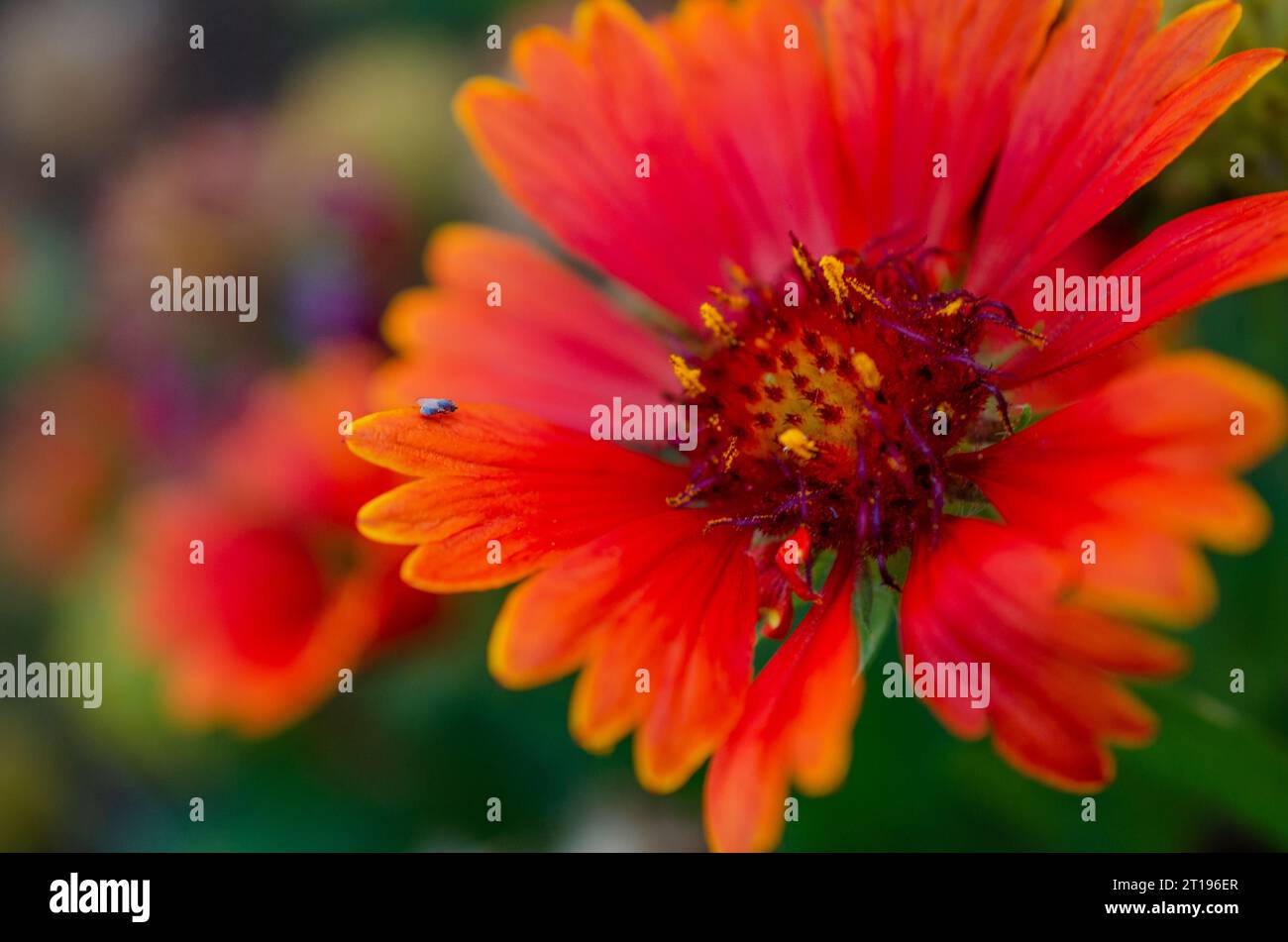 Landscape and macro photography - NorCal Stock Photo - Alamy