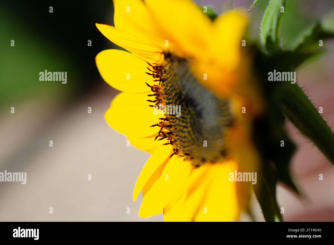 Landscape and macro photography - NorCal Stock Photo - Alamy