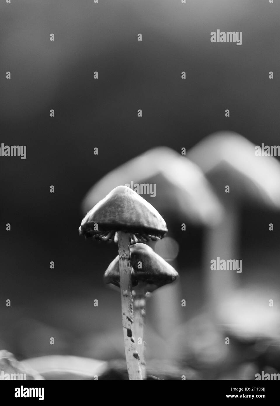 Landscape and macro photography - NorCal Stock Photo - Alamy