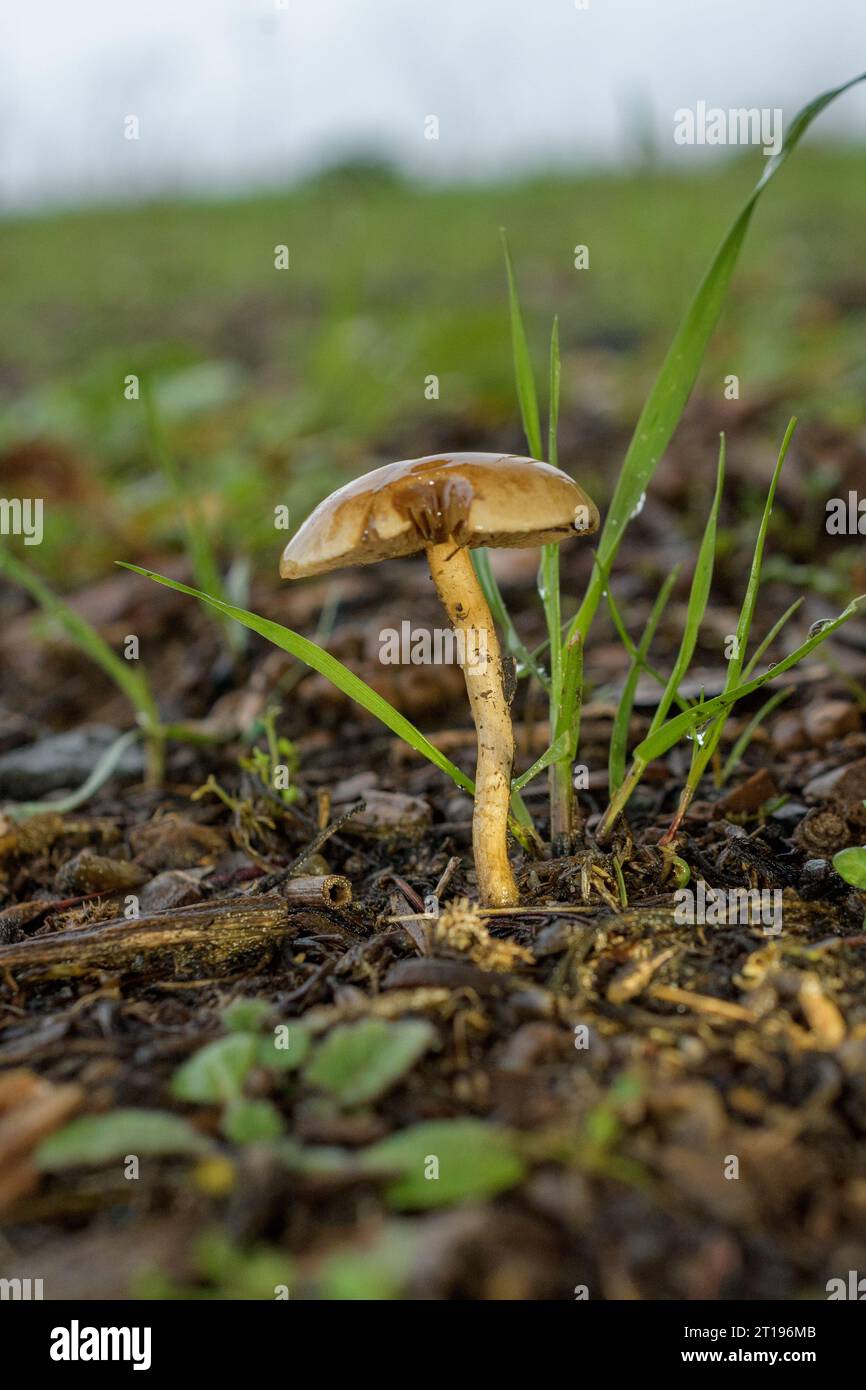 Landscape and macro photography - NorCal Stock Photo - Alamy
