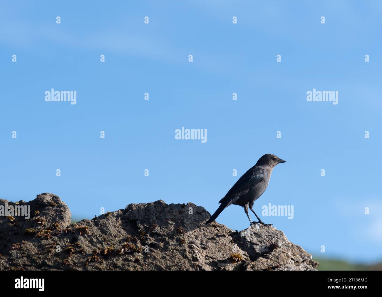 Landscape and macro photography - NorCal Stock Photo - Alamy