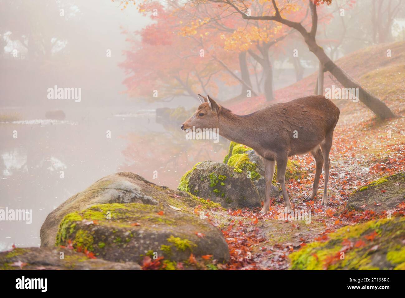 Shika deer in Nara park, Nara, Kansai, Honshu, Japan Stock Photo - Alamy