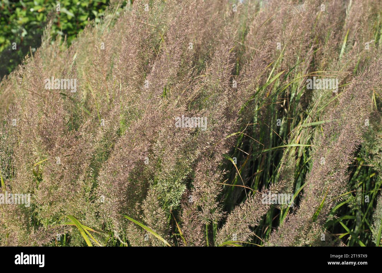 ornamental grass scientific name Calamagrostis Brachytricha useful as a ...