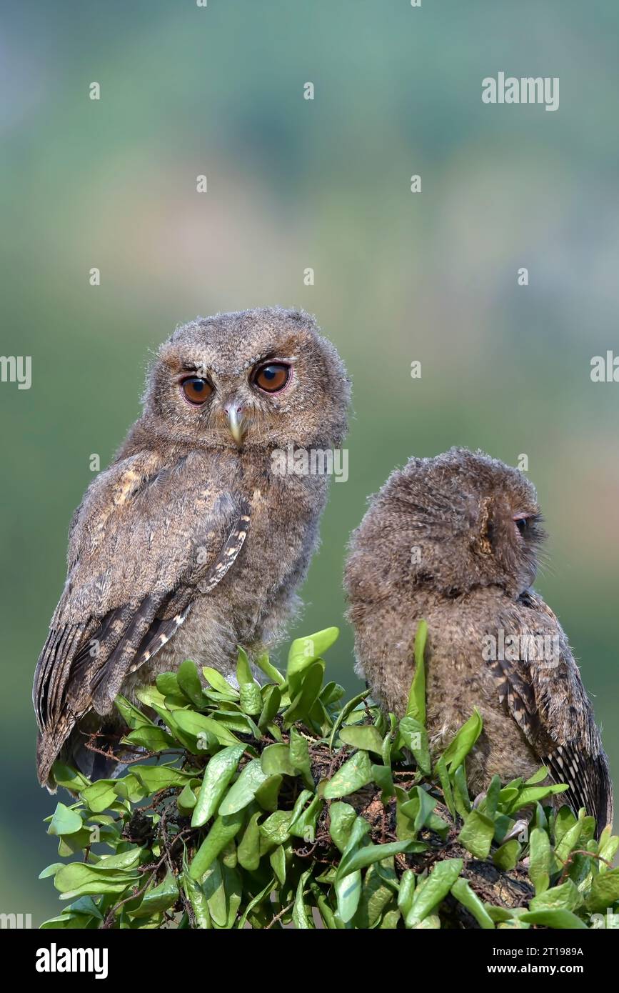 Indonesia scops owl hi-res stock photography and images - Alamy
