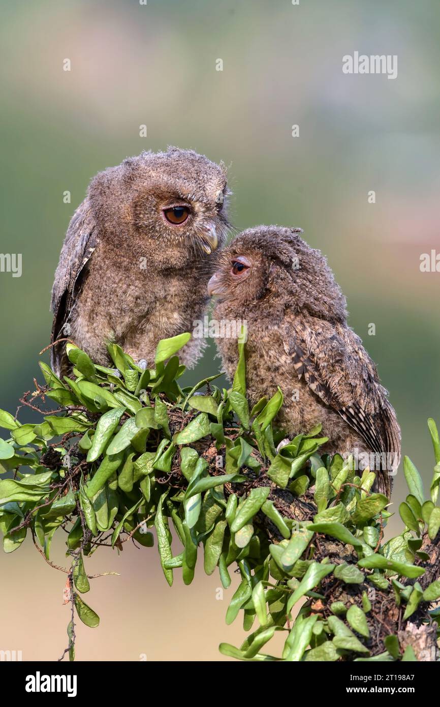 Indonesia scops owl hi-res stock photography and images - Alamy