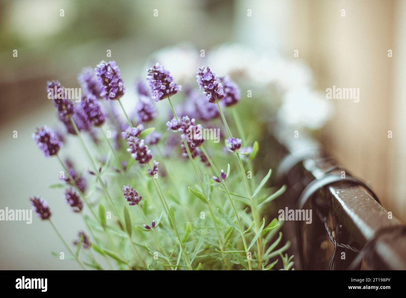 Hanging planter boxes hi-res stock photography and images - Alamy