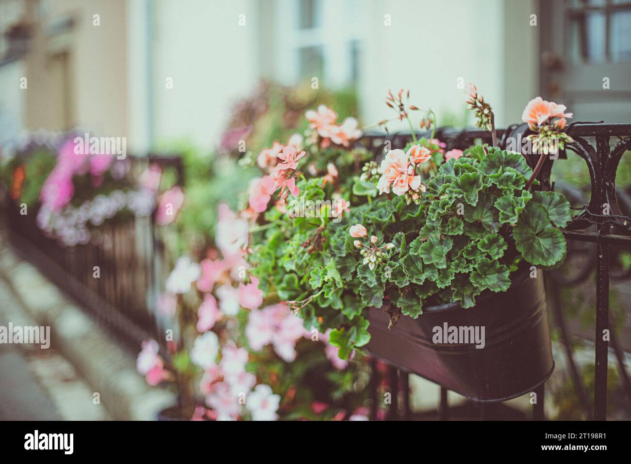 Close-up of geranium plants growing in hanging planter boxes on a ...
