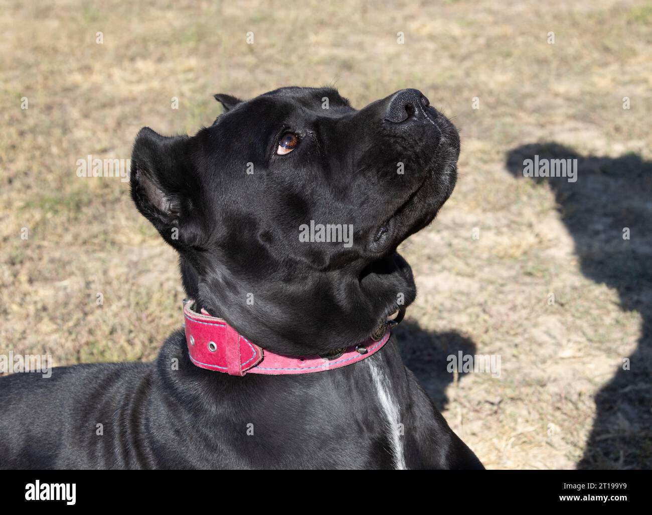 Portrait of an Italian Mastiff Cane Corso. Black and white Italian ...