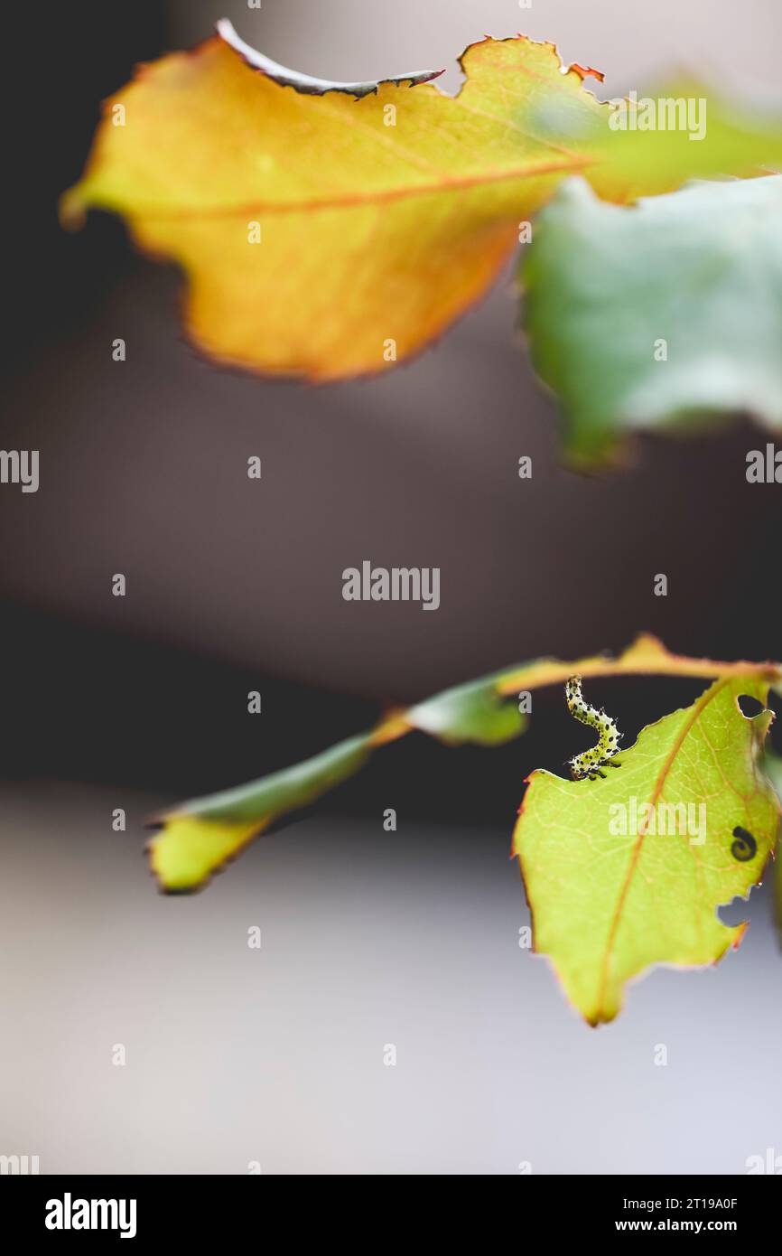 False rose caterpillar hi-res stock photography and images - Alamy