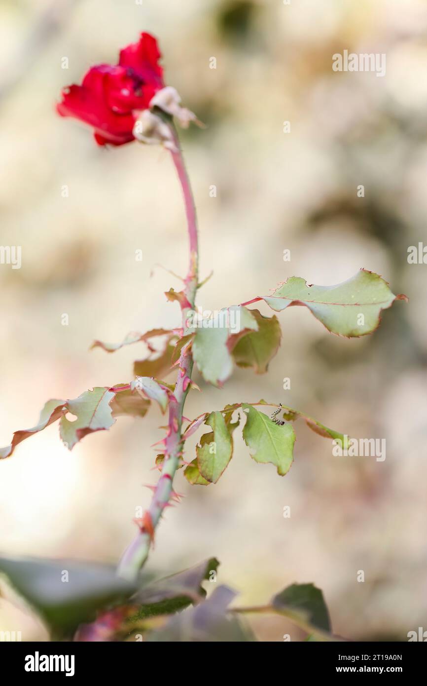 False rose caterpillar hi-res stock photography and images - Alamy