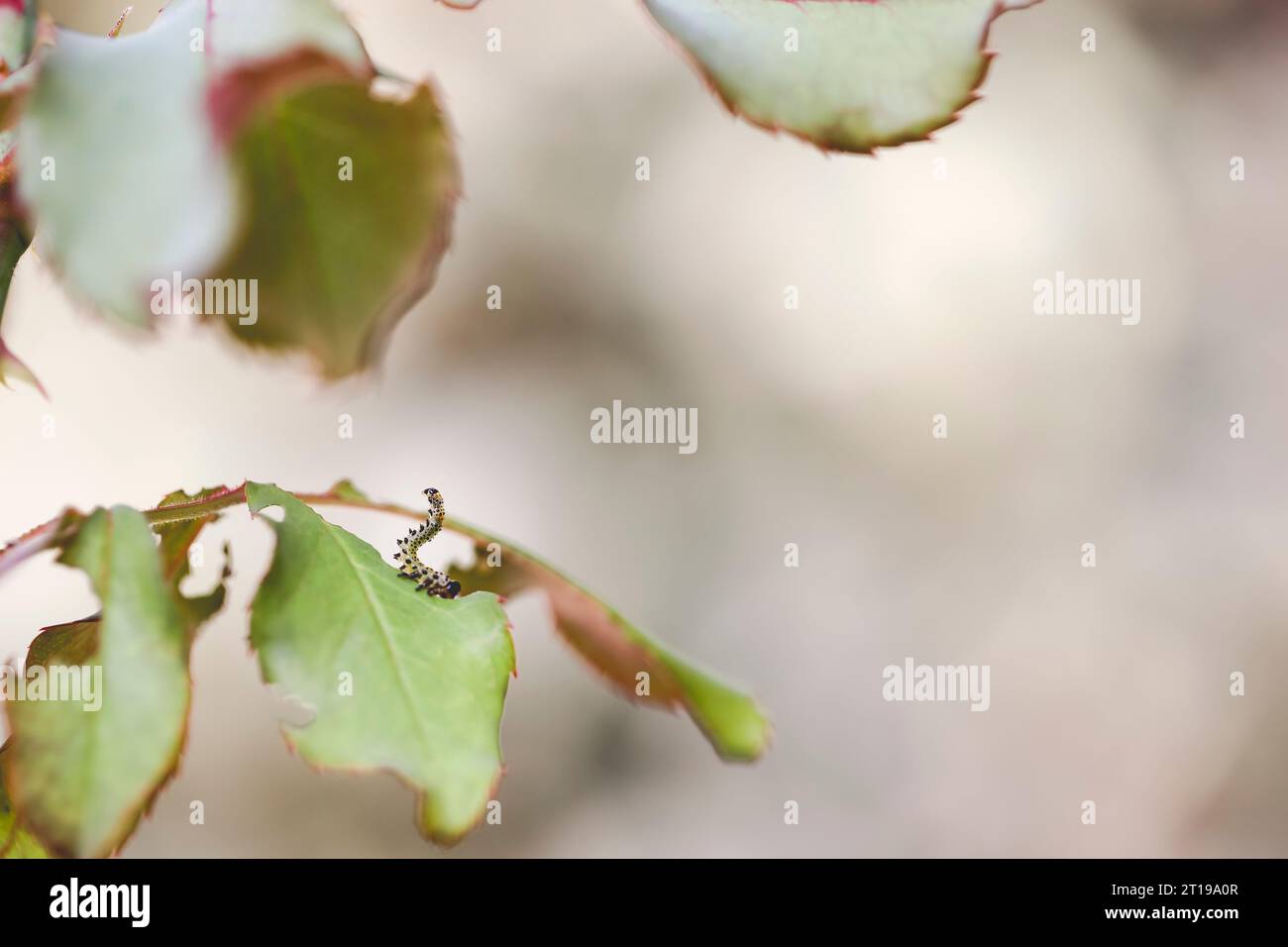 False rose caterpillar hi-res stock photography and images - Alamy