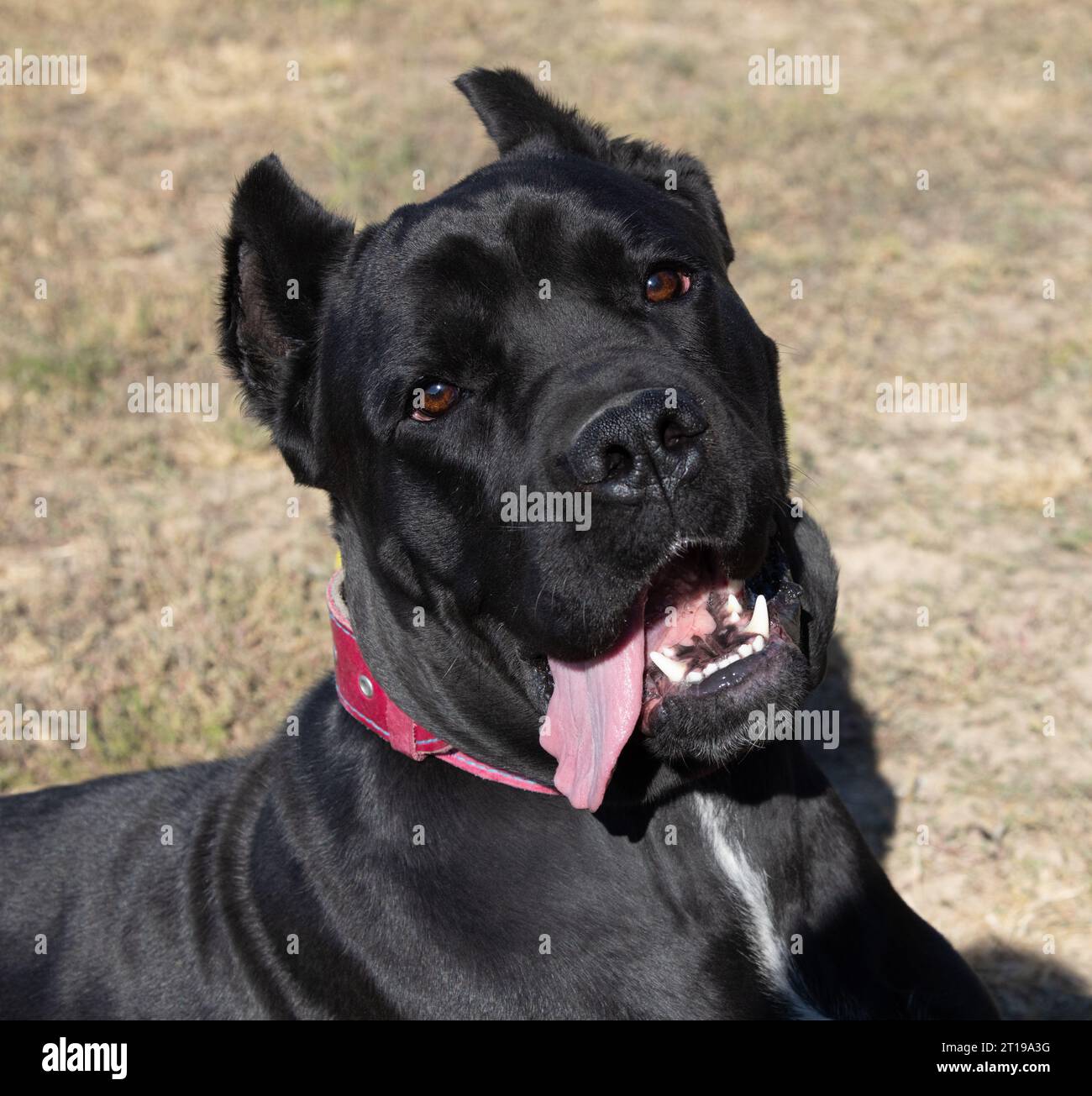Portrait of an Italian Mastiff Cane Corso. Black and white Italian ...