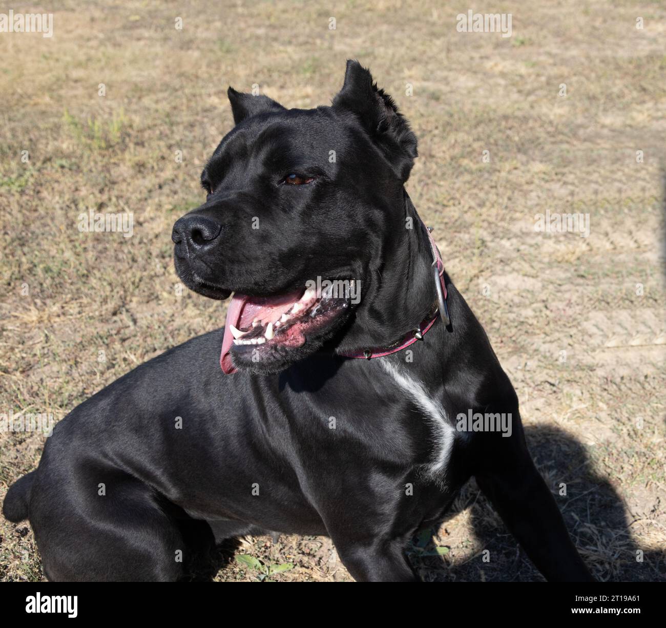 Portrait of an Italian Mastiff Cane Corso. Black and white Italian ...