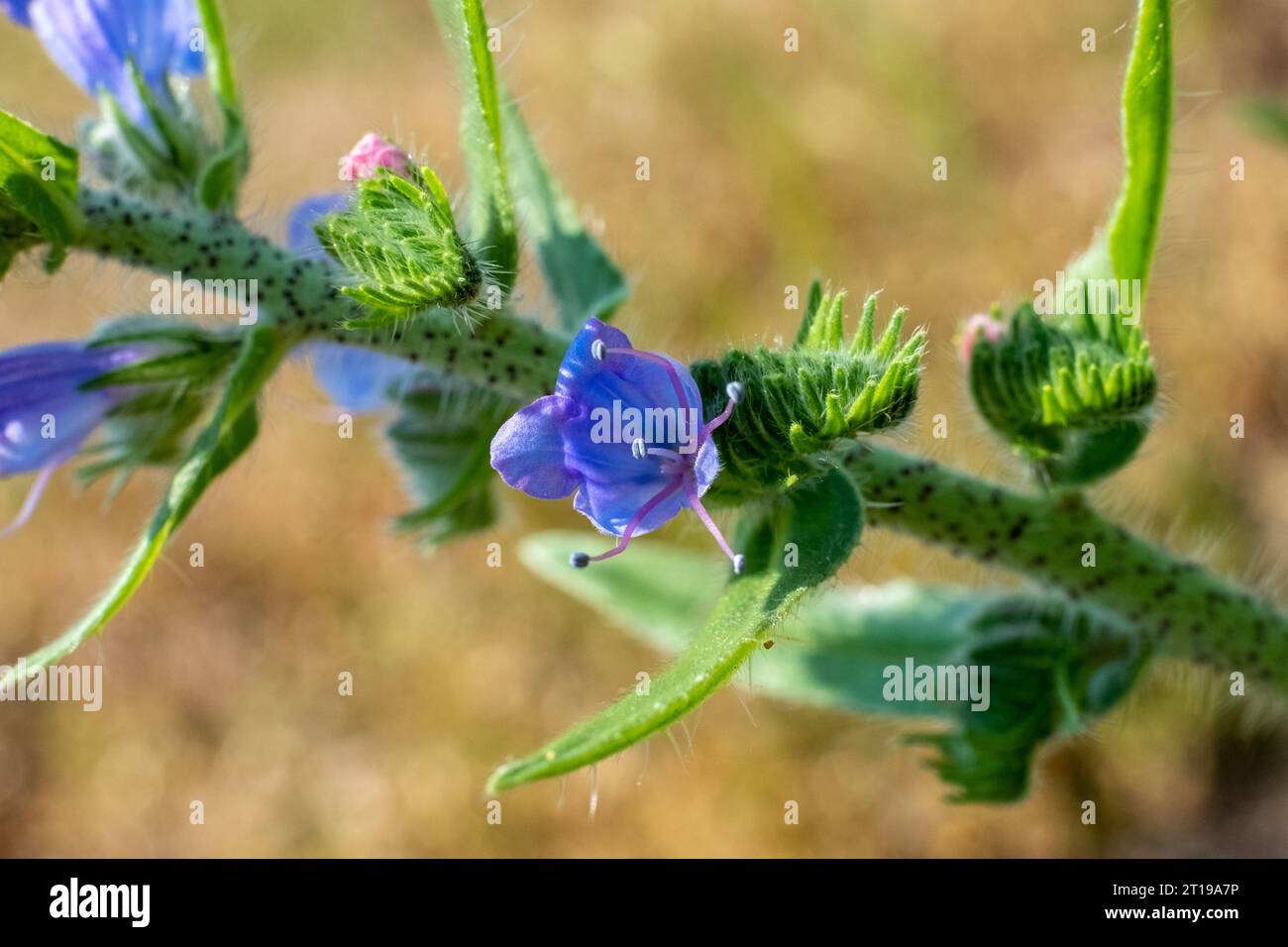 A vibrant display of Echium vulgare, also known as Viper's Bugloss ...