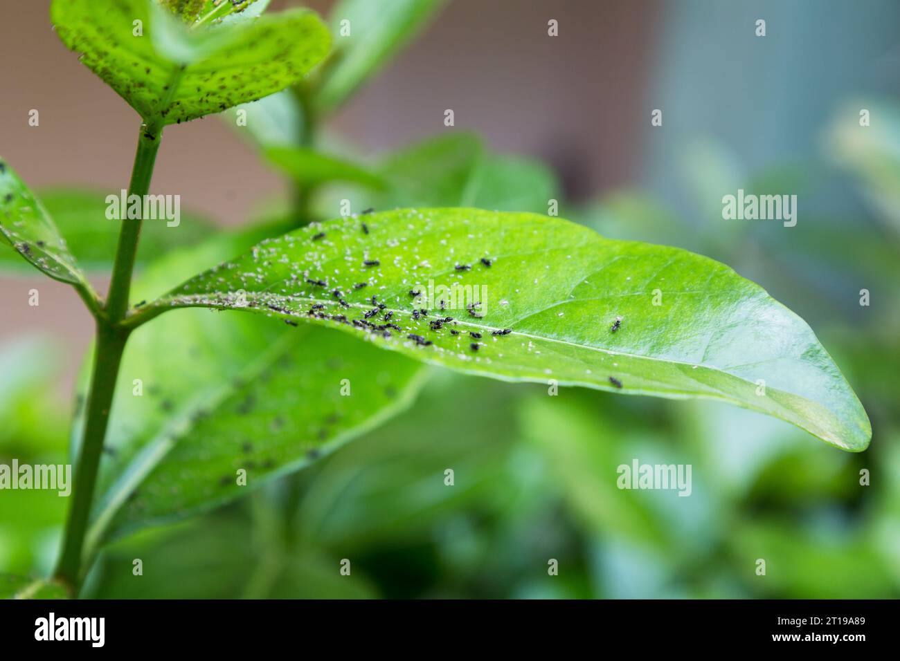 A bunch of small aphid insects on a plant leaf. Insects eat kill plants ...