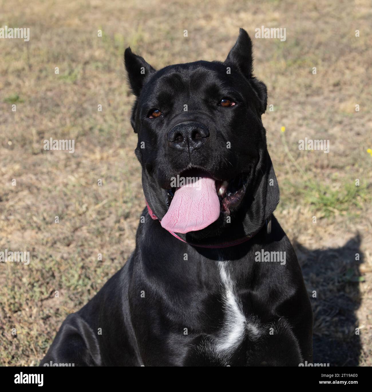 Portrait of an Italian Mastiff Cane Corso. Black and white Italian ...