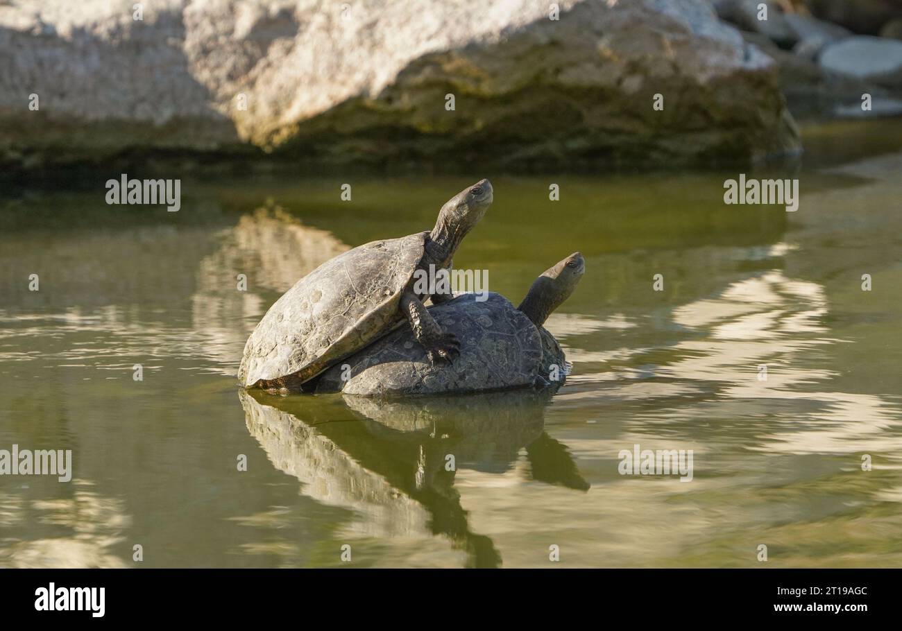Spanish pond turtle (Mauremys leprosa) basking on a rock in a river ...