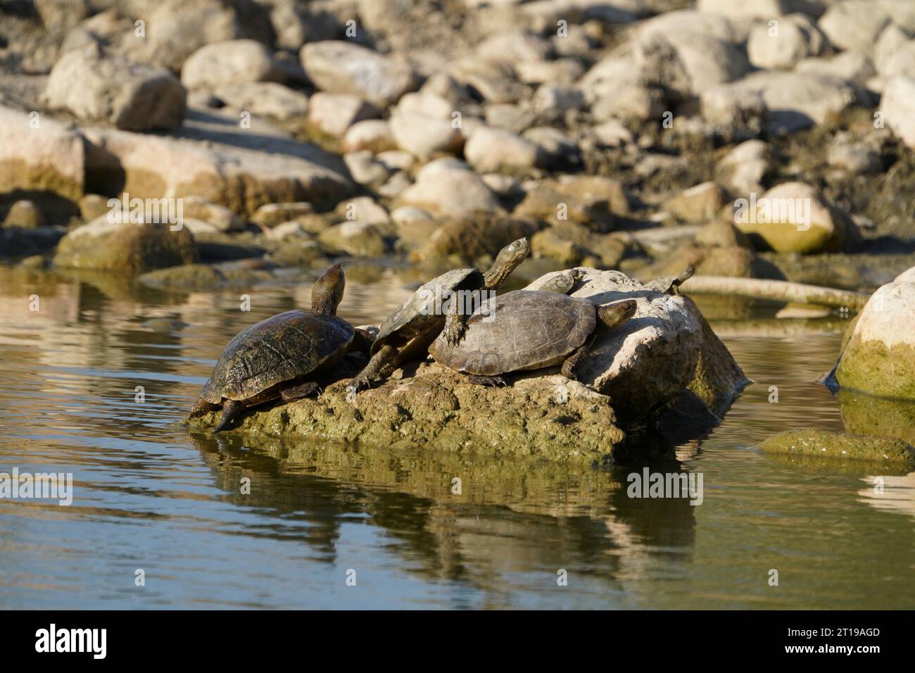 Spanish pond turtle (Mauremys leprosa) basking on a rock in a river ...