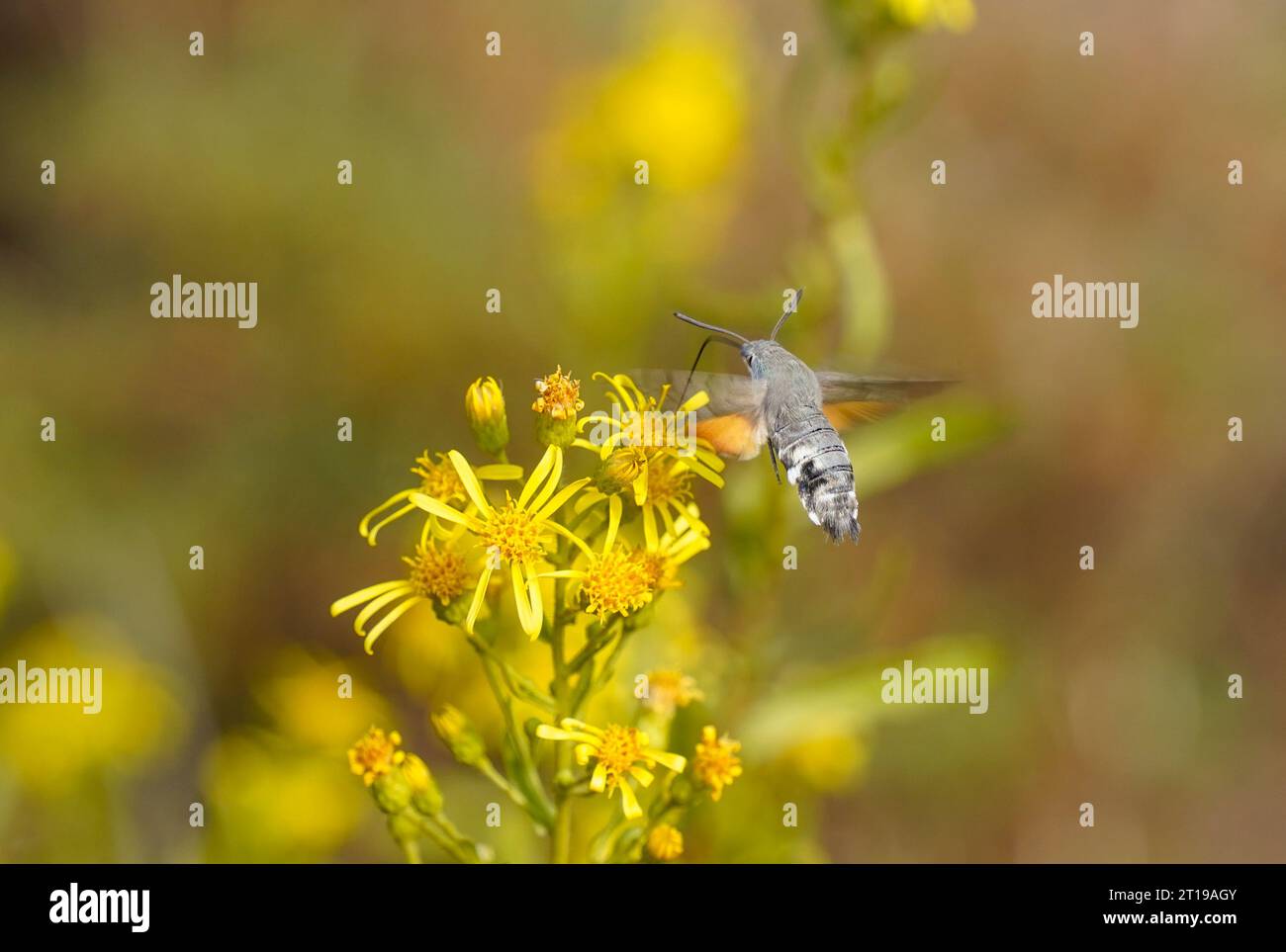 Hummingbird hawk moth flying insect insects hi-res stock photography ...