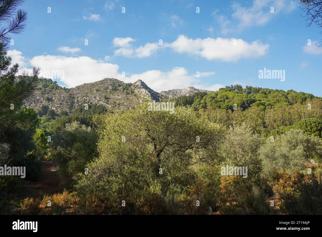 Trail, Path unpaved road, mountains of Juanar, Ojen, Marbella ...