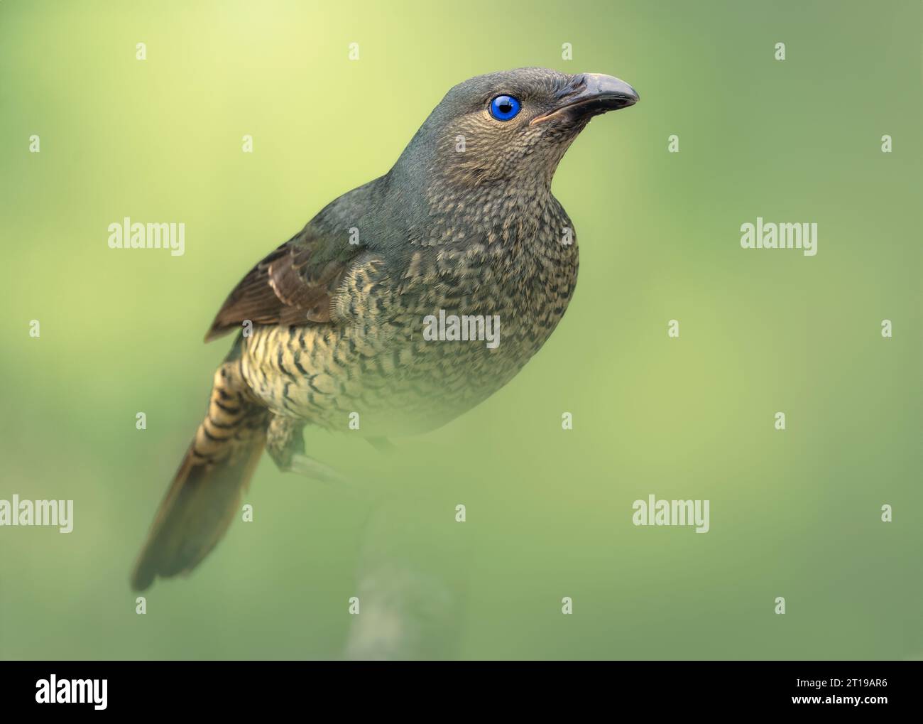 Wild female satin bowerbird (Ptilonorhynchus violaceus) perched on a branch, Australia Stock ...