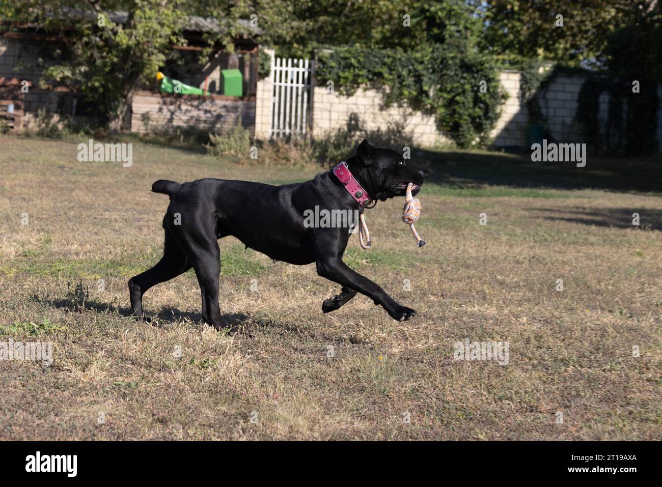 Portrait of an Italian Mastiff Cane Corso. Black and white Italian ...