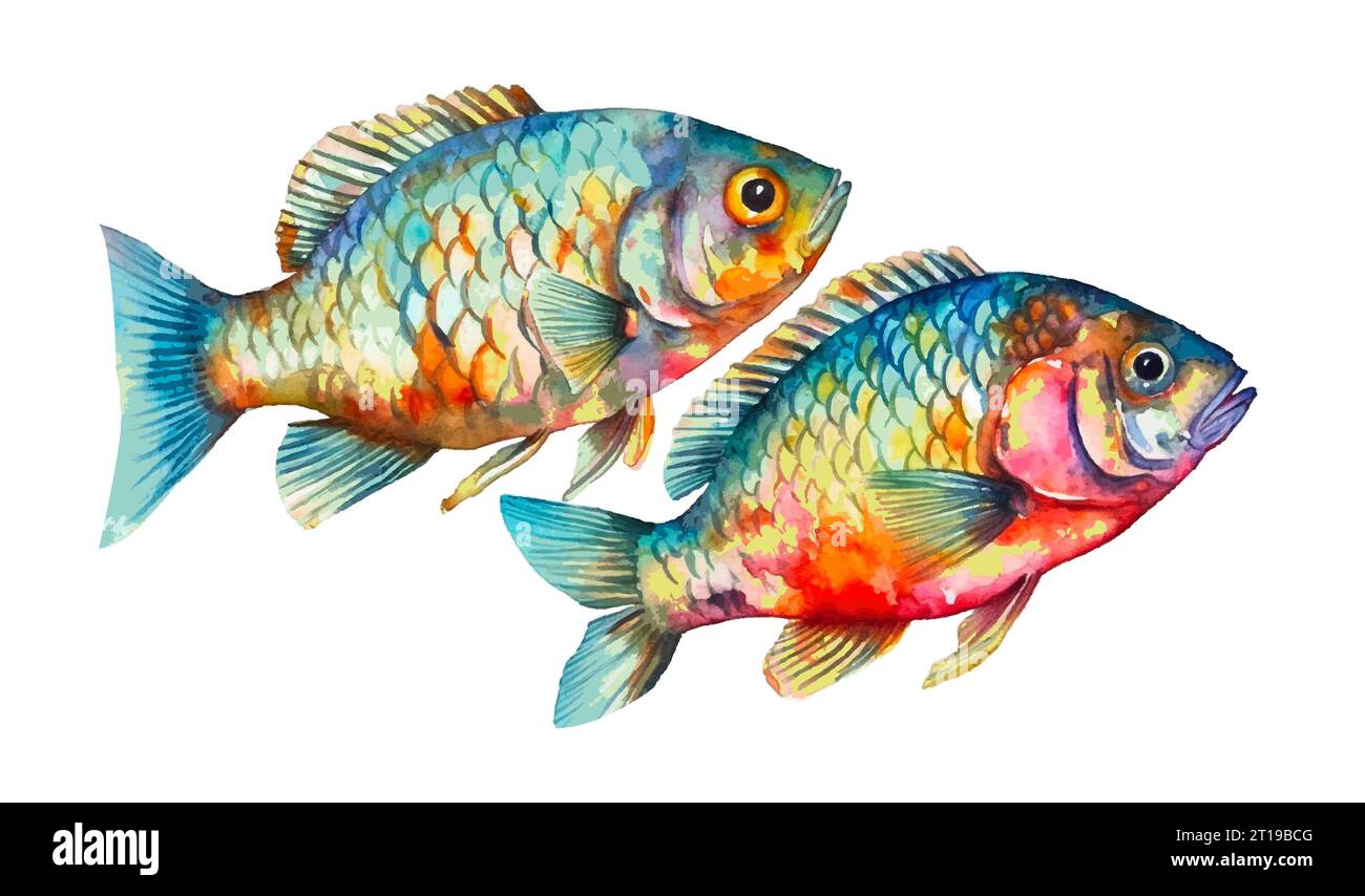Watercolor river fish isolated on white background. Vector illustration ...