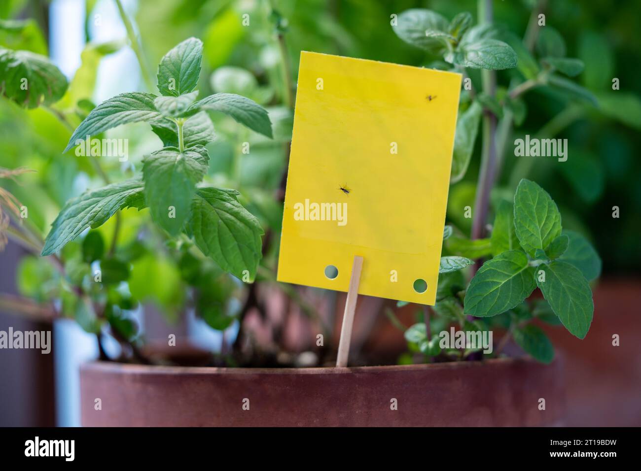 Fungus gnats stuck on yellow sticky trap closeup. Flypaper for ...