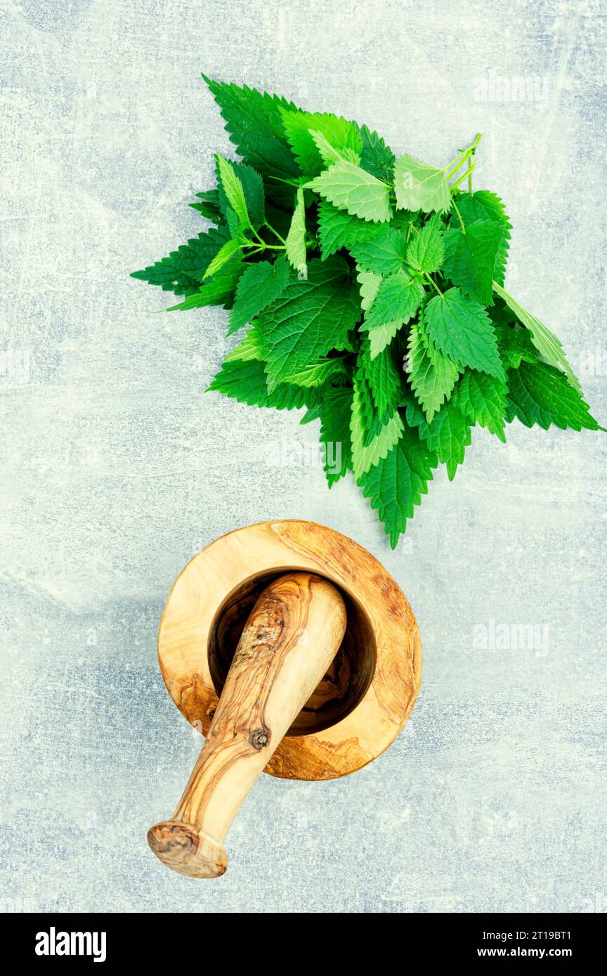 Fresh nettle bunch and wooden rustic mortar. Bush of stinging-nettles ...