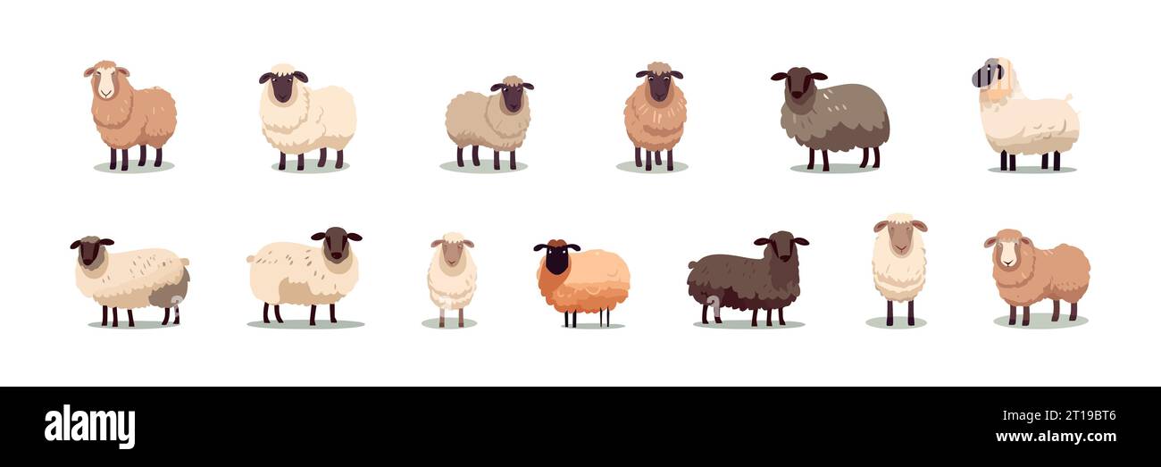 Sheep set flat cartoon isolated on white background. Vector isolated ...
