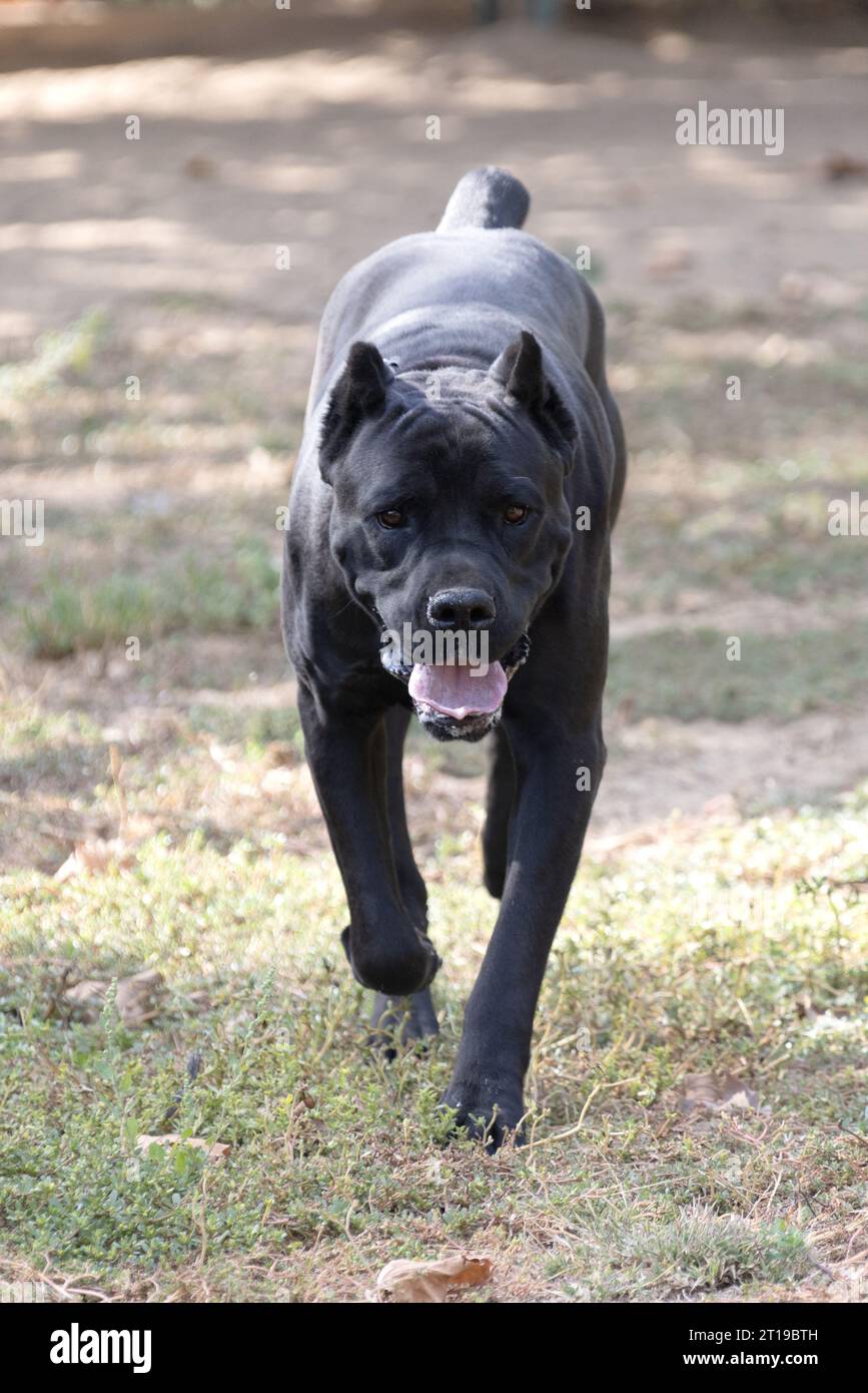 El Cane Corso Muerde Fuerte