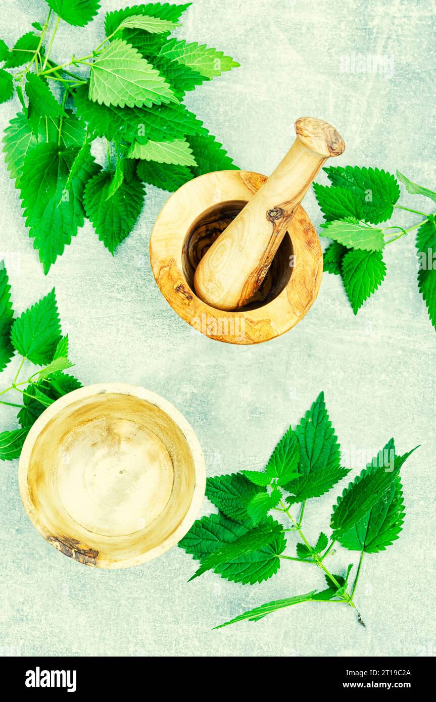 Fresh nettle bunch and wooden rustic mortar. Bush of stinging-nettles ...