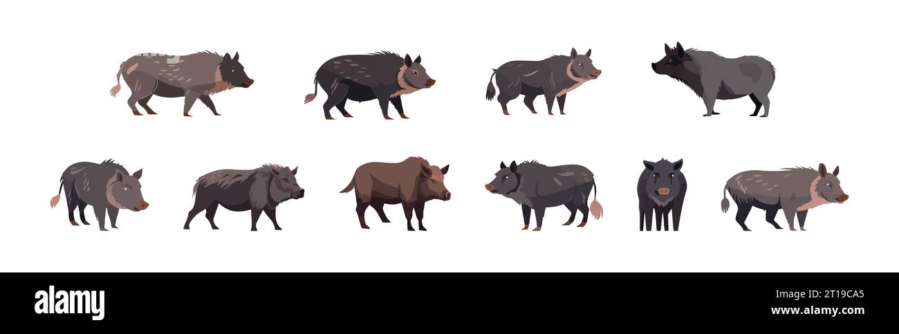 Wild boar set flat cartoon isolated on white background. Vector ...