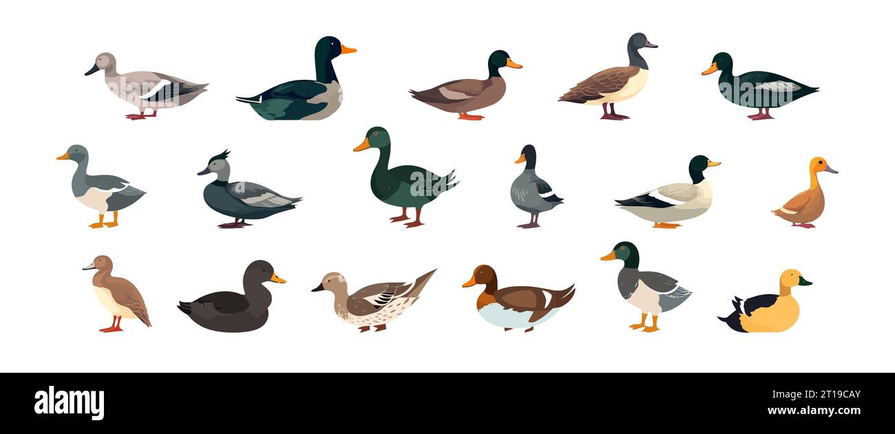 Duck, farm animal set flat cartoon isolated on white background. Vector ...