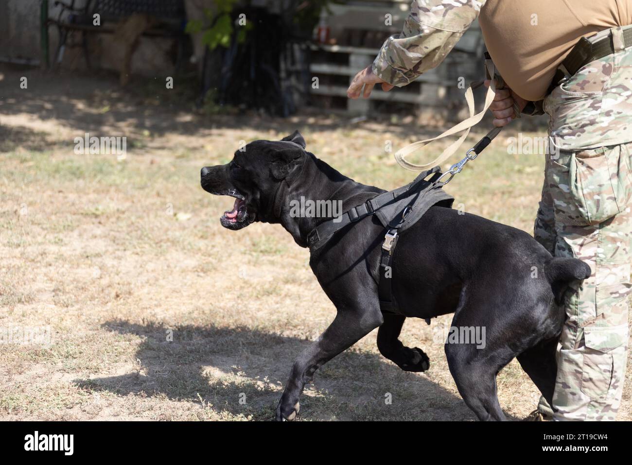 Portrait of an Italian Mastiff Cane Corso. Black and white Italian ...